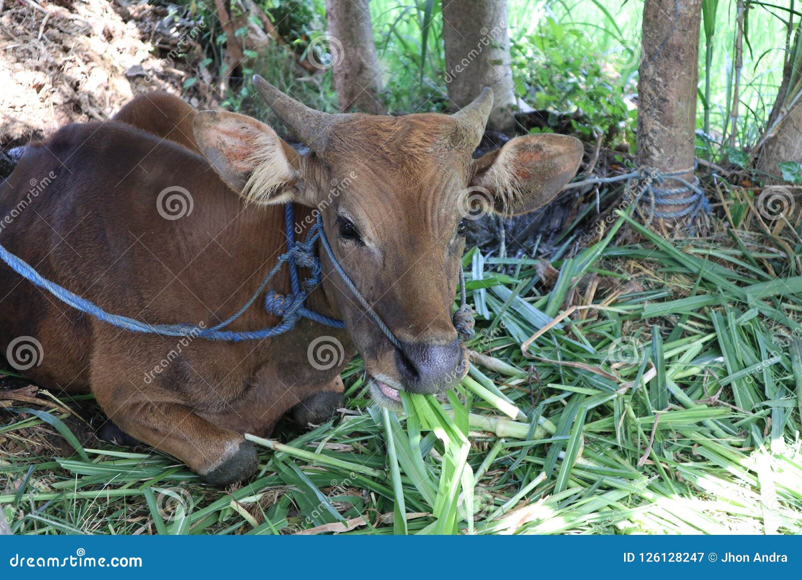 Bali Cattle Is An Animal That Is Valuable Because Of Its Price ...
