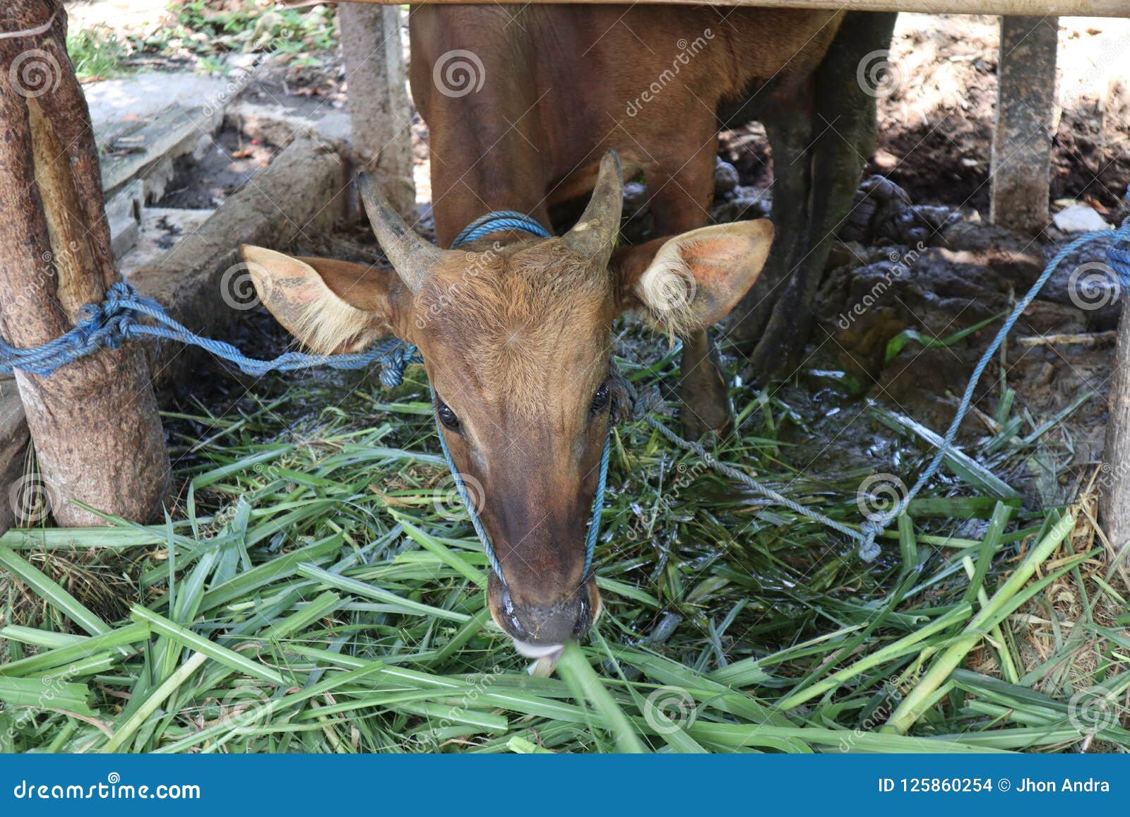 Bali cattle stock photo. Image of outdoor, animal, mammal - 125860254