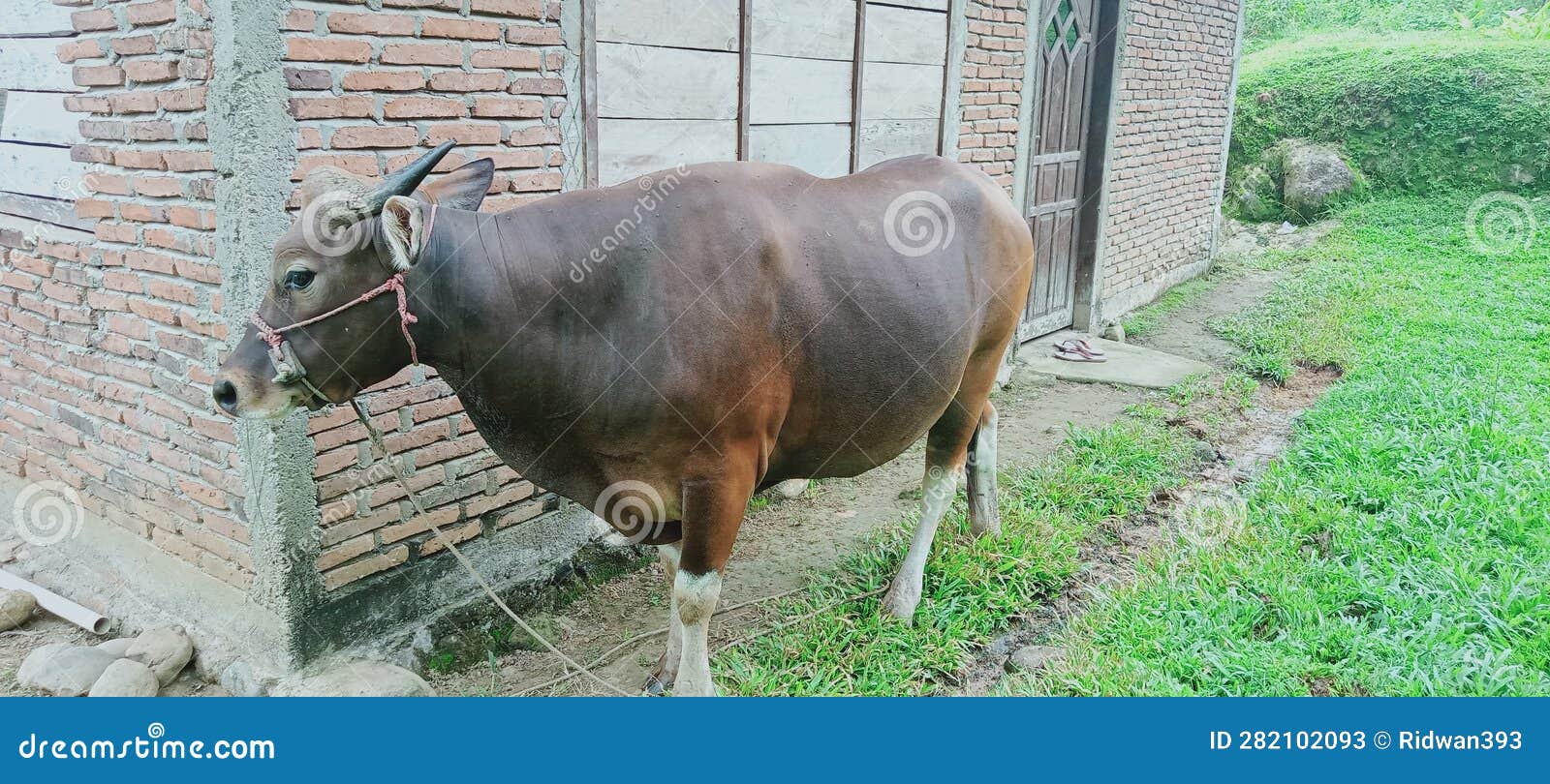 Bali Cattle Is An Animal That Is Valuable Because Of Its Price ...