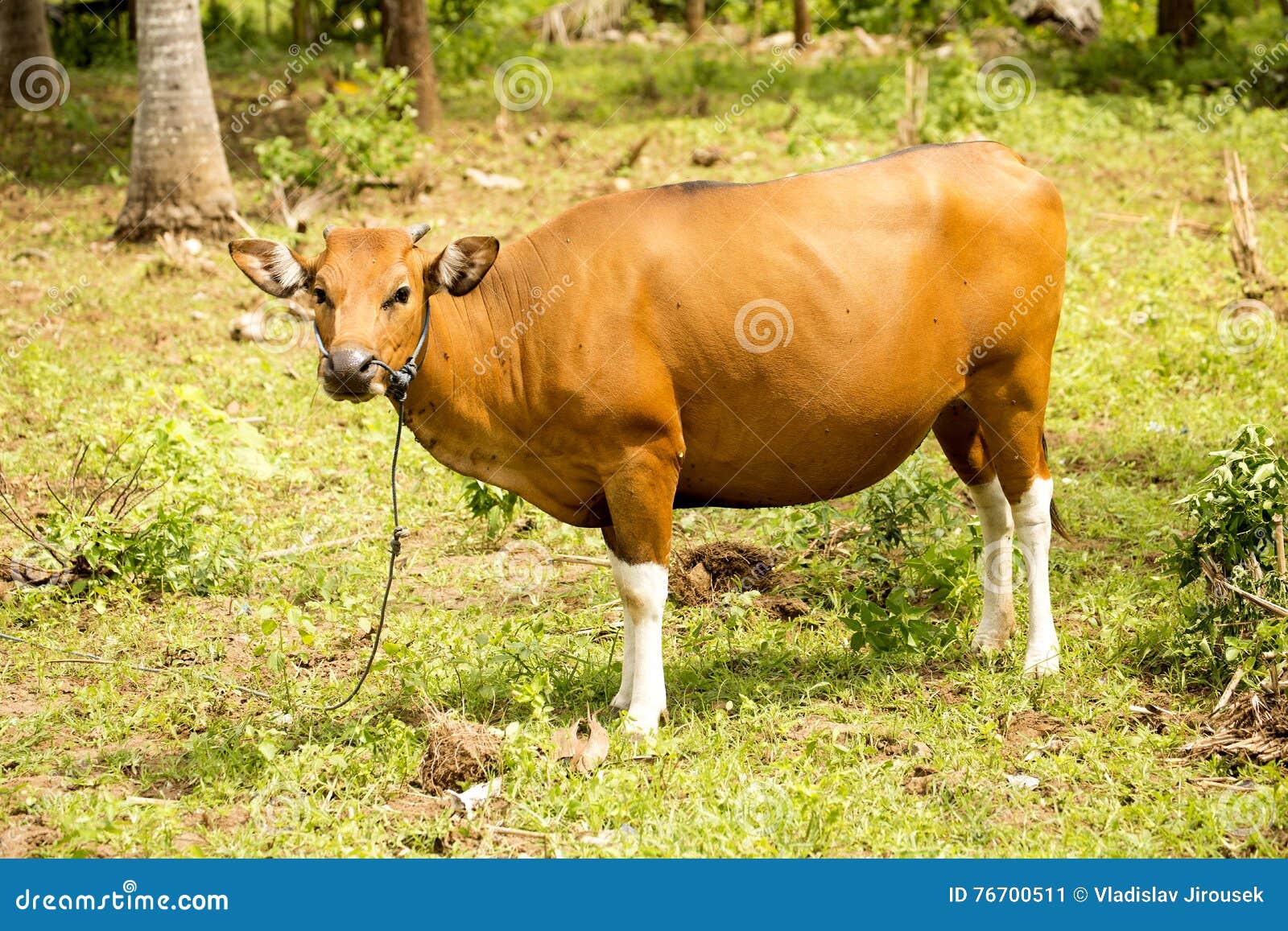 Bali Cattle Cows And Calf - Indonesia Royalty-Free Stock Image ...