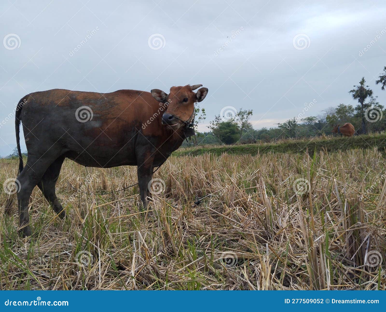Bali Cattle in the Rice Field Area Stock Photo - Image of field, bali ...