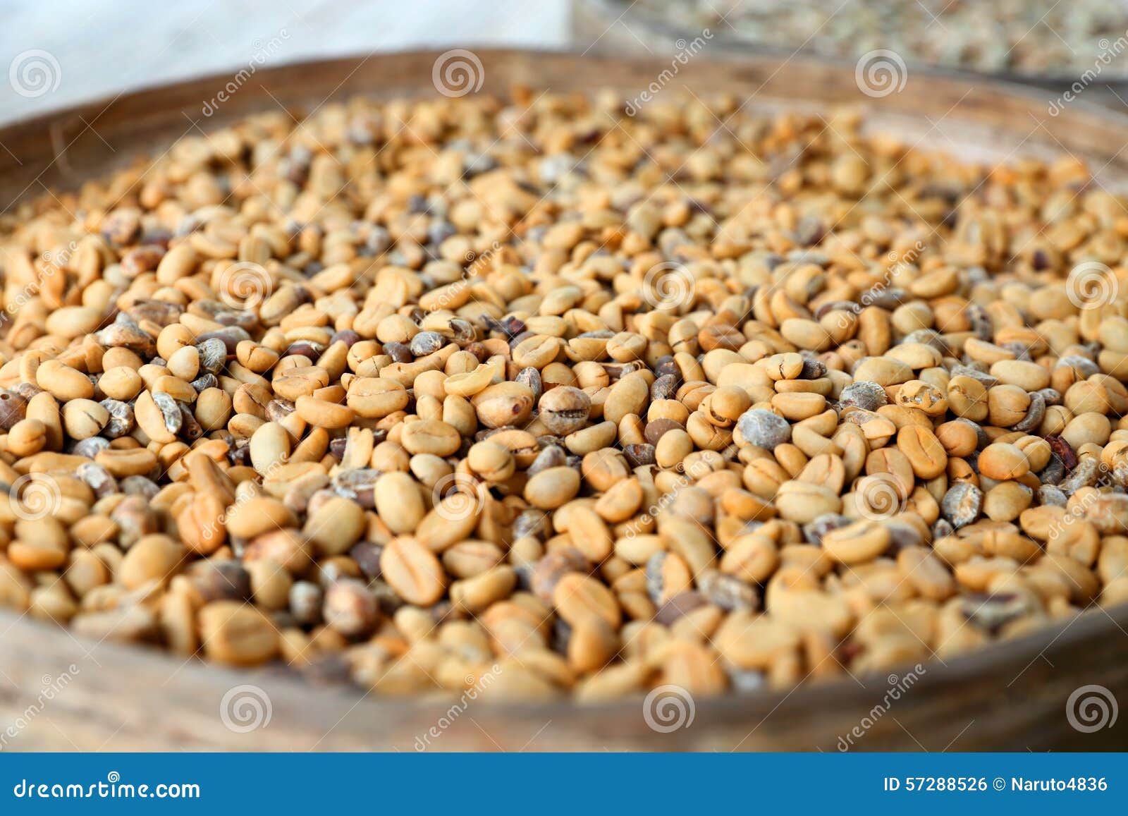 Bali : Coffee bean raw stock photo. Image of seed, unroasted - 57288526