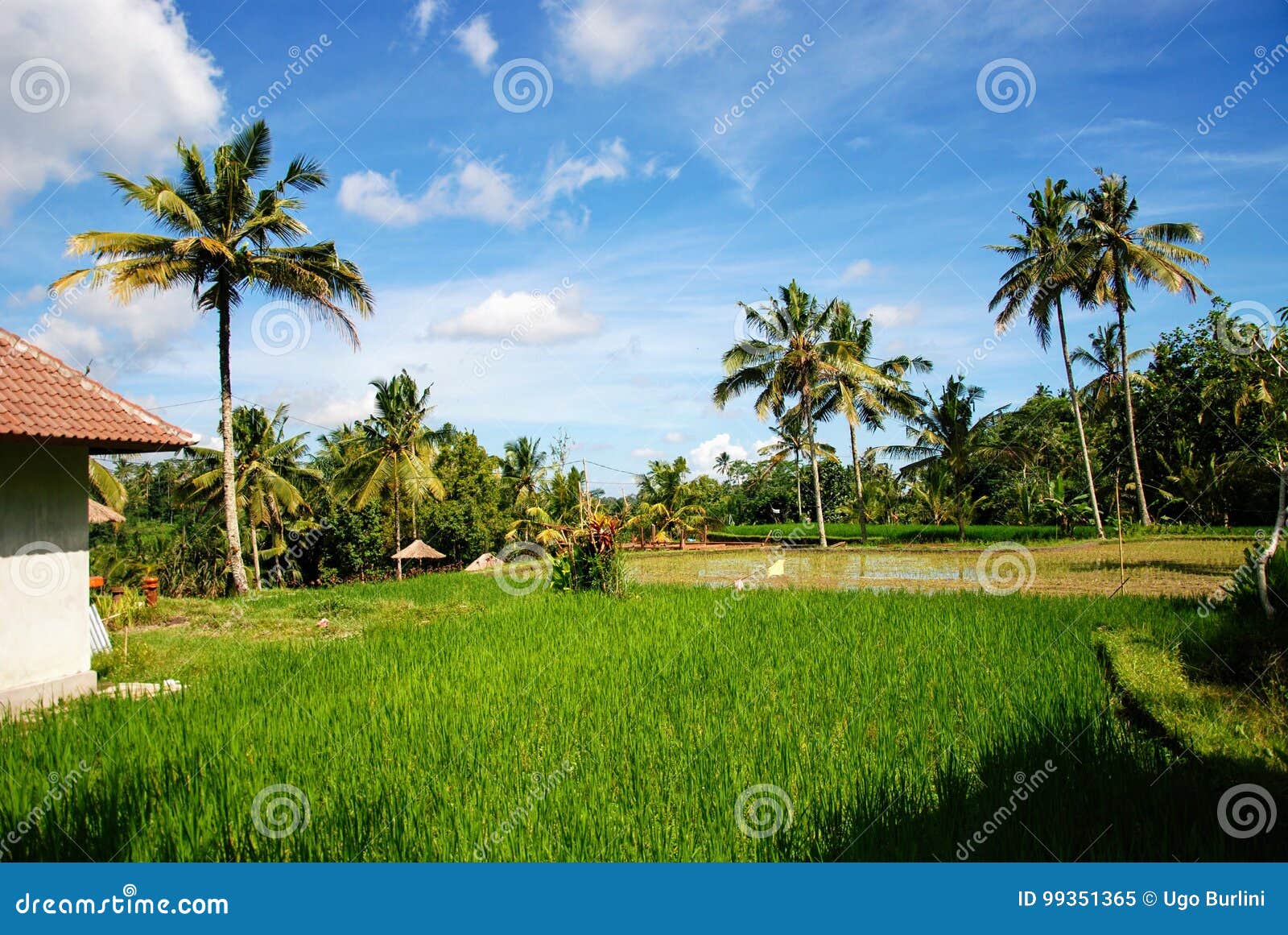 Bali Countryside, Indonesia Stock Image - Image of field, scene: 99351365