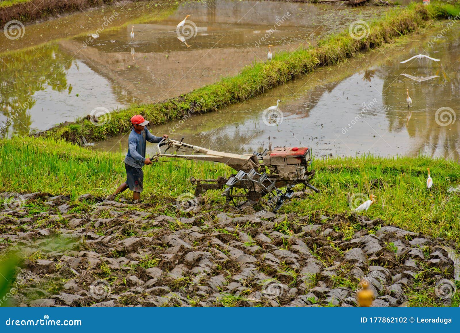 Bali Farmer Using Tiller Tractor in Rice Field. Editorial Photography ...