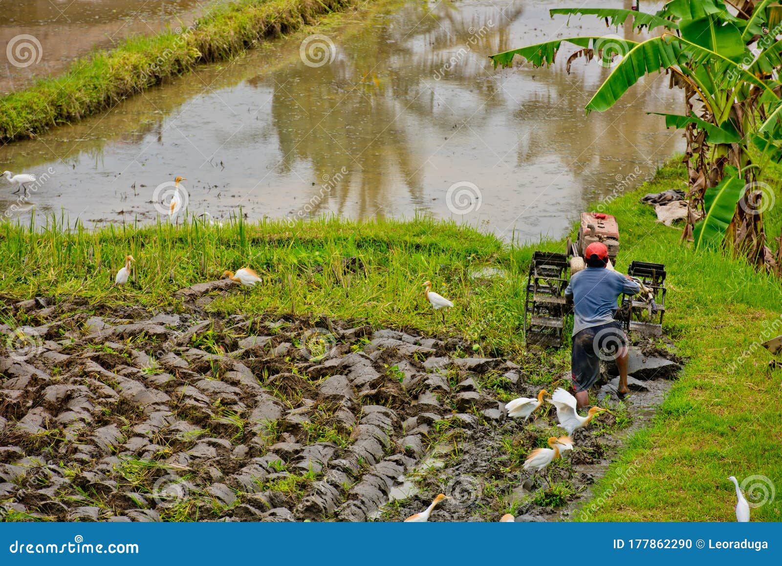 Bali Farmer Using Tiller Tractor in Rice Field. Editorial Image - Image ...