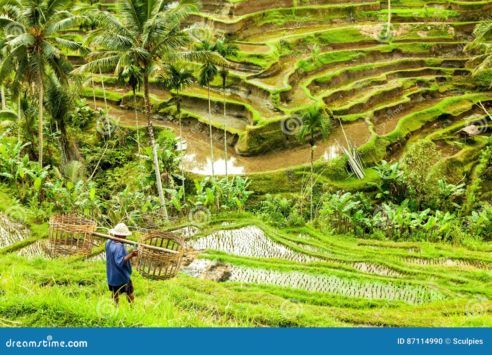Bali Historic Rice Fields with Worker Editorial Image - Image of bali ...