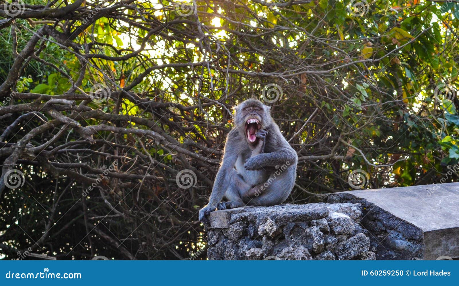 Bali, Indonesia (Monkey) stock photo. Image of uluwatu - 60259250