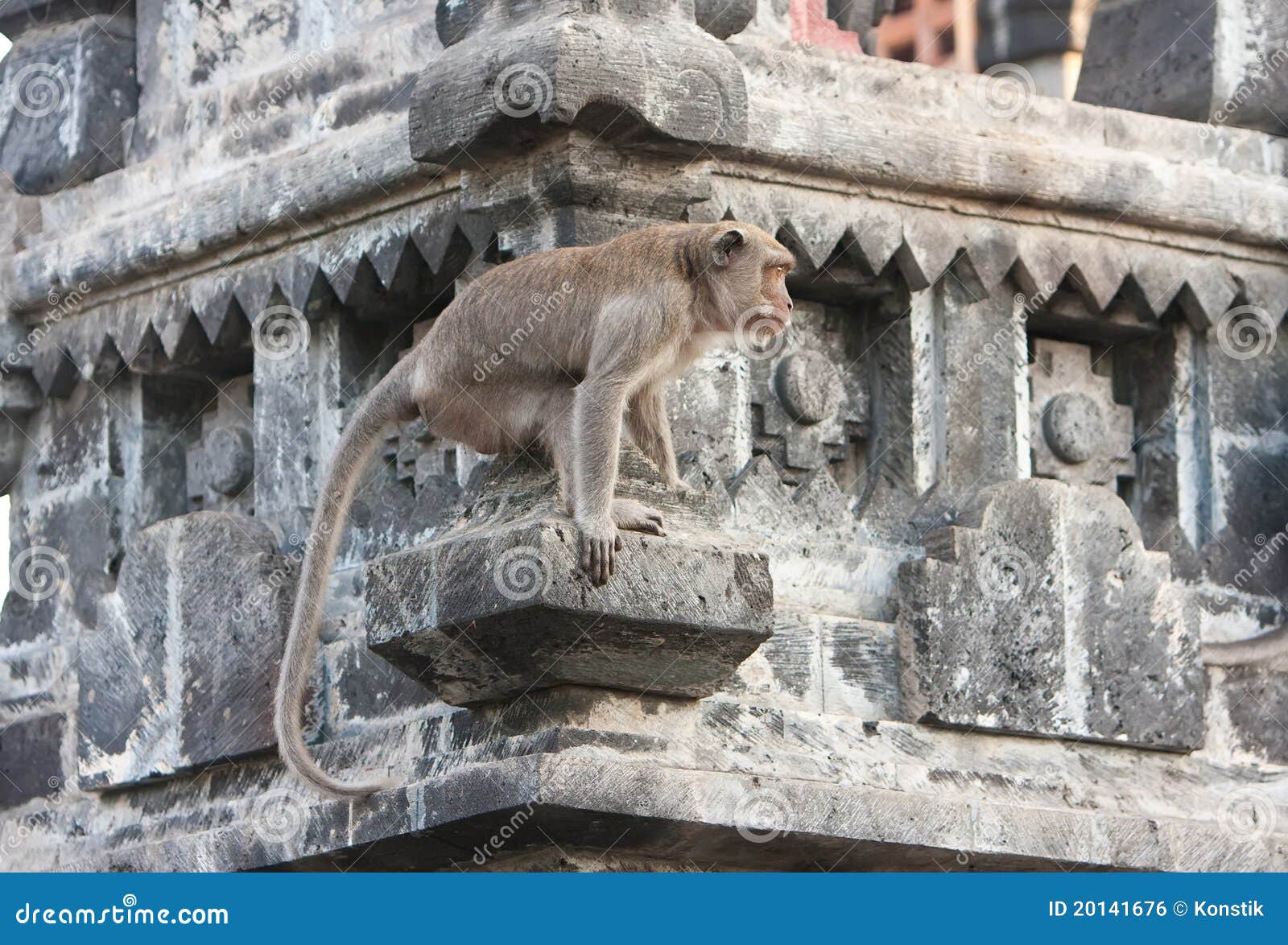 Bali,Indonesia. Monkey in Temple Stock Photo - Image of little ...