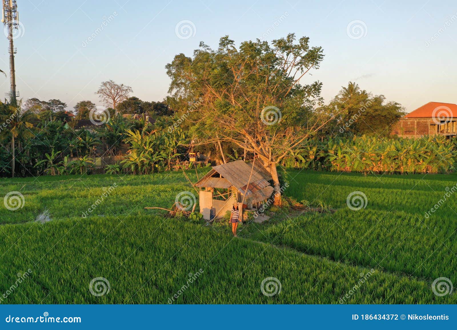 Bali Indonesia Rice Fields with a Small House in the Background Stock ...