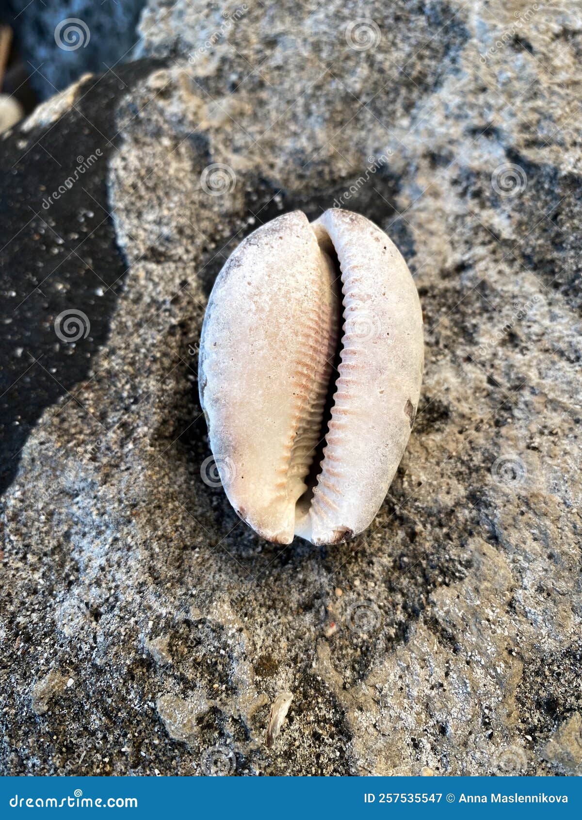 Bali, Indonesia: Seashell View Stock Image - Image of closeup, beach ...