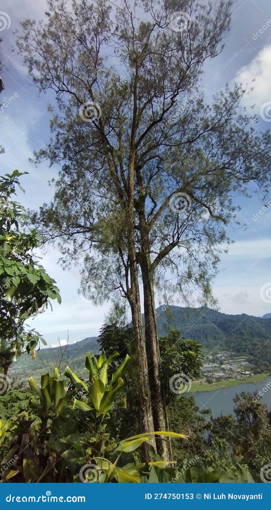 Bali Island, 09 April 2023 - Trees in Forest Mountain Lake Stock Image ...