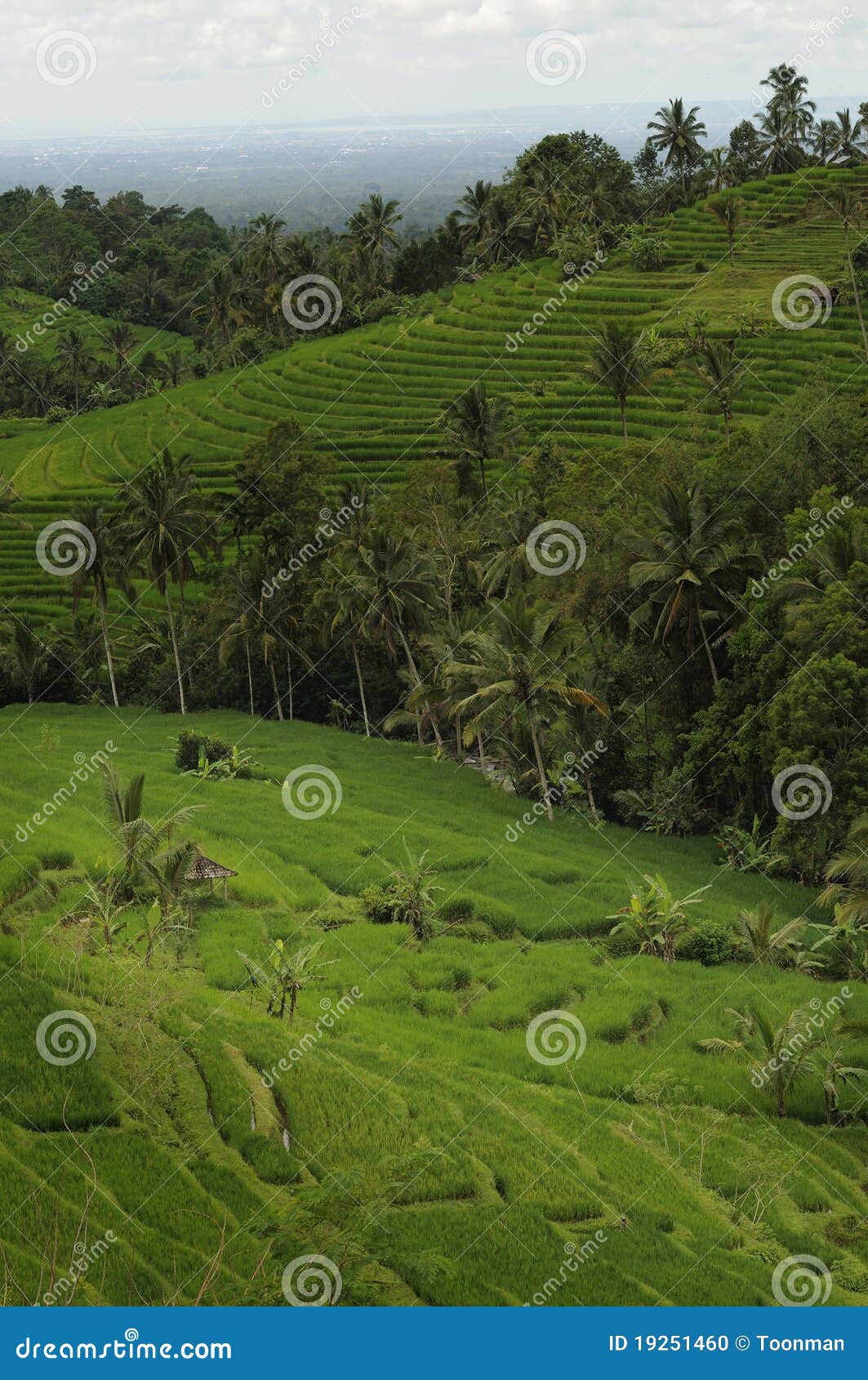Rice Jati Stock Photos - Free & Royalty-Free Stock Photos from Dreamstime