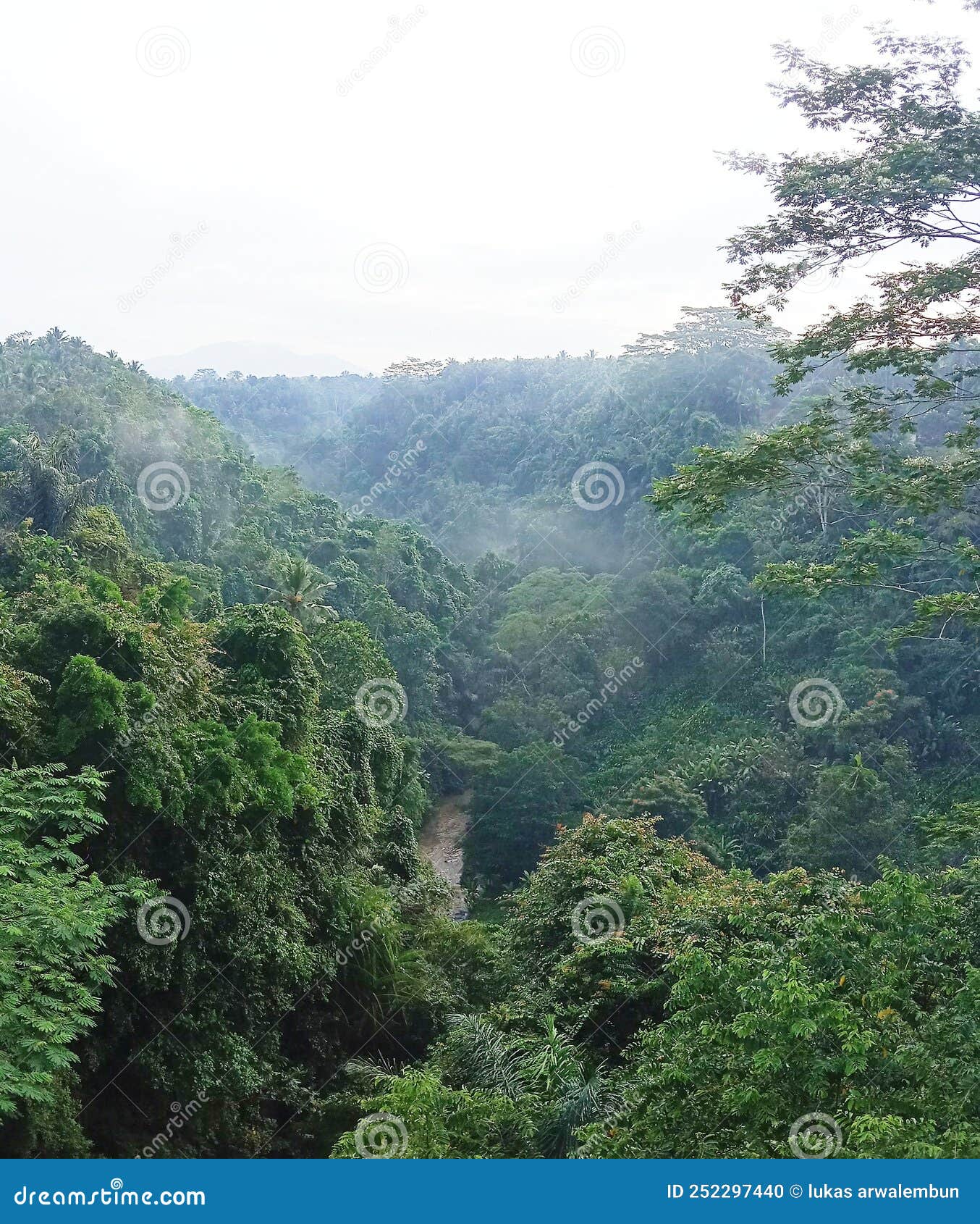 Bali jungle ravine stock photo. Image of nature, bali - 252297440