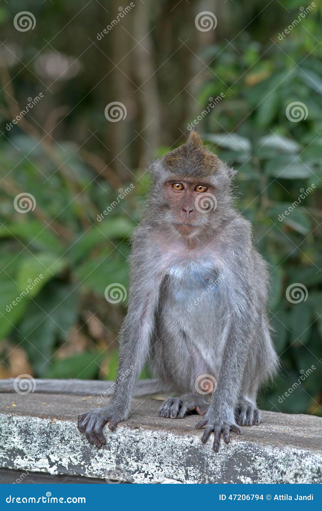 Bali Macaque, Bali, Indonesia Stock Photo - Image of attraction, monkey ...