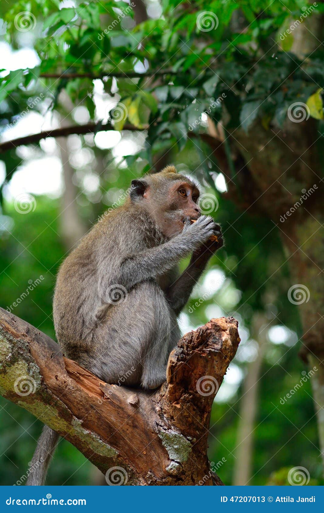 Bali Macaque, Bali, Indonesia Stock Image - Image of balinese, hand ...