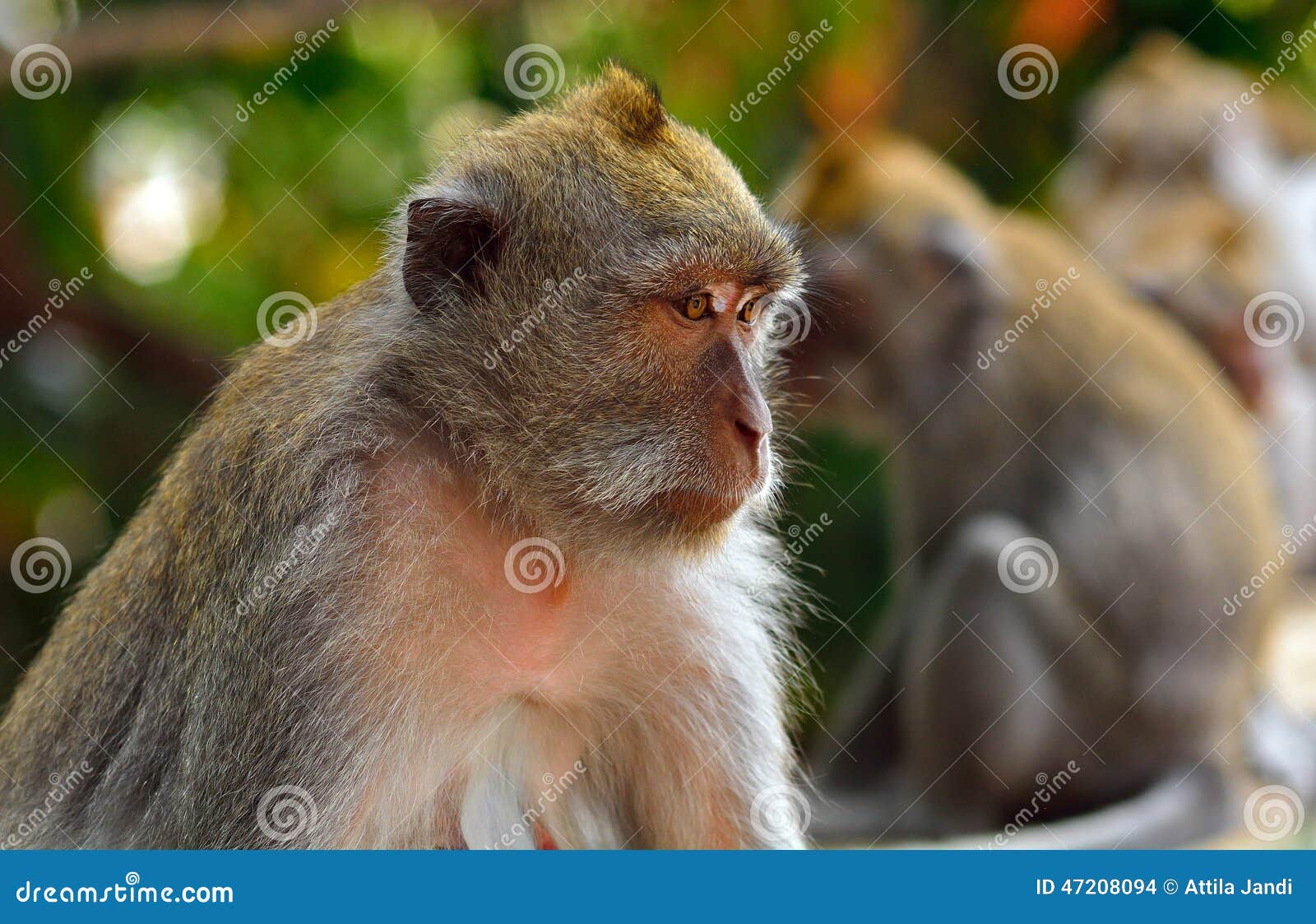 Bali Macaque, Bali, Indonesia Stock Photo - Image of funny, mammal ...