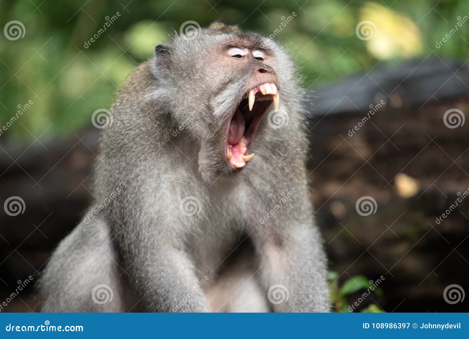 Angry Macaque Monkey Royalty-Free Stock Image | CartoonDealer.com #3897172