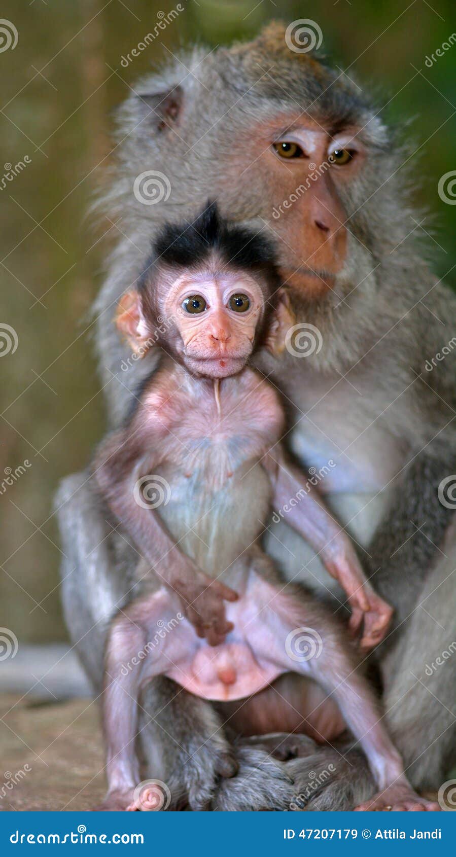 Bali Macaques, Bali, Indonesia Stock Image - Image of indonesian ...