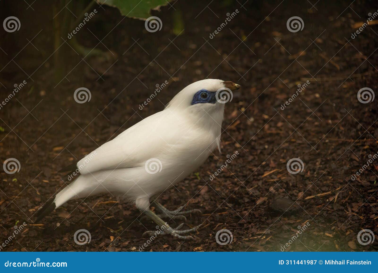 Bali maina rare bird stock image. Image of grassland - 311441987