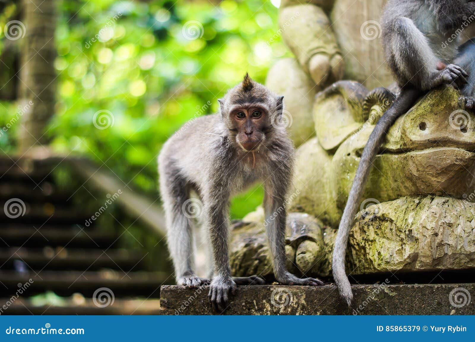 Bali. Mokey Forest stock image. Image of sightseeing - 85865379