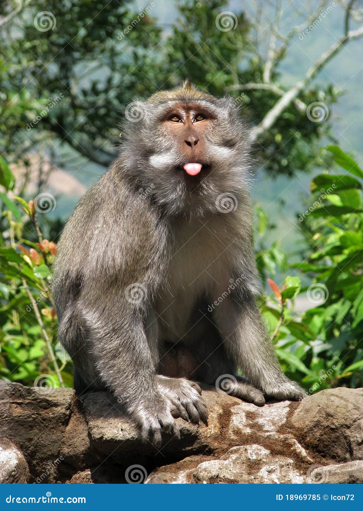 Bali Monkeys: Funny Macaque with Its Tongue Off Stock Image - Image of ...