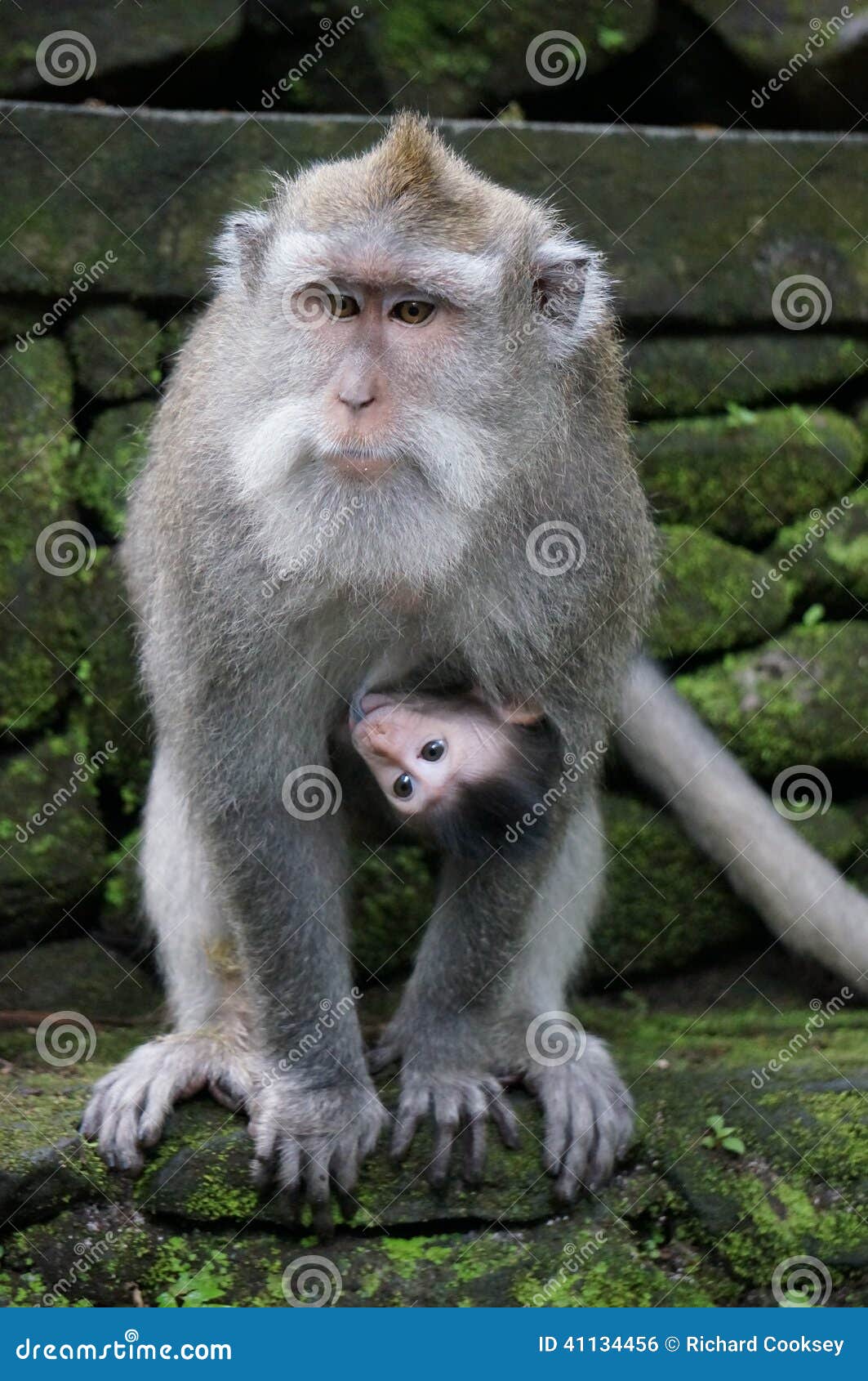 Bali monkeys stock photo. Image of wild, facial, monkeys - 41134456