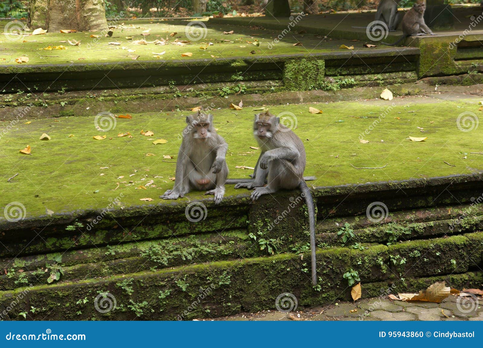 Bali 2 Monkeys Social Encounter Stock Photo - Image of social, bali ...