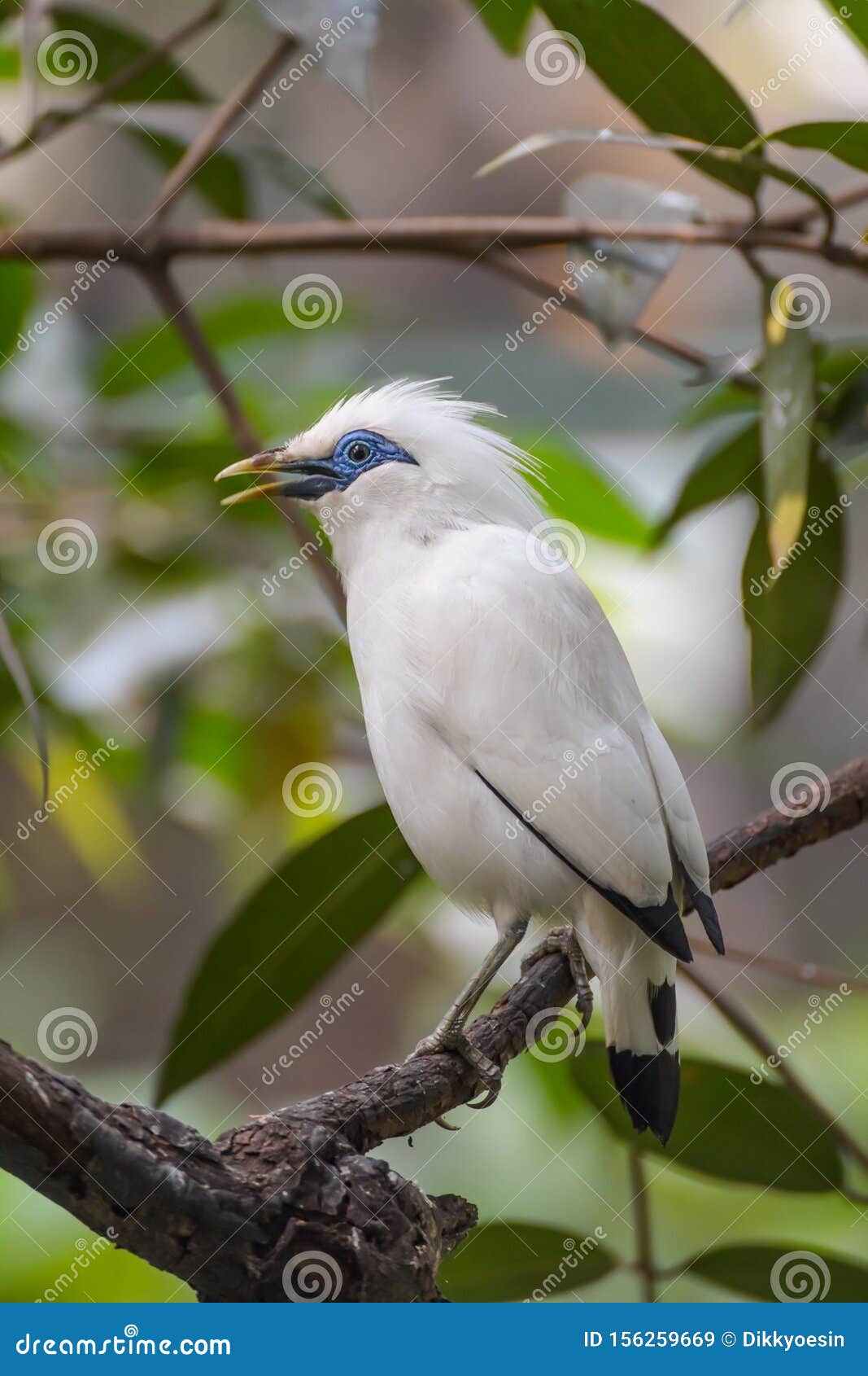 The Bali Myna, Also Known As Rothschild`s Mynah, Bali Starling, Or Bali ...