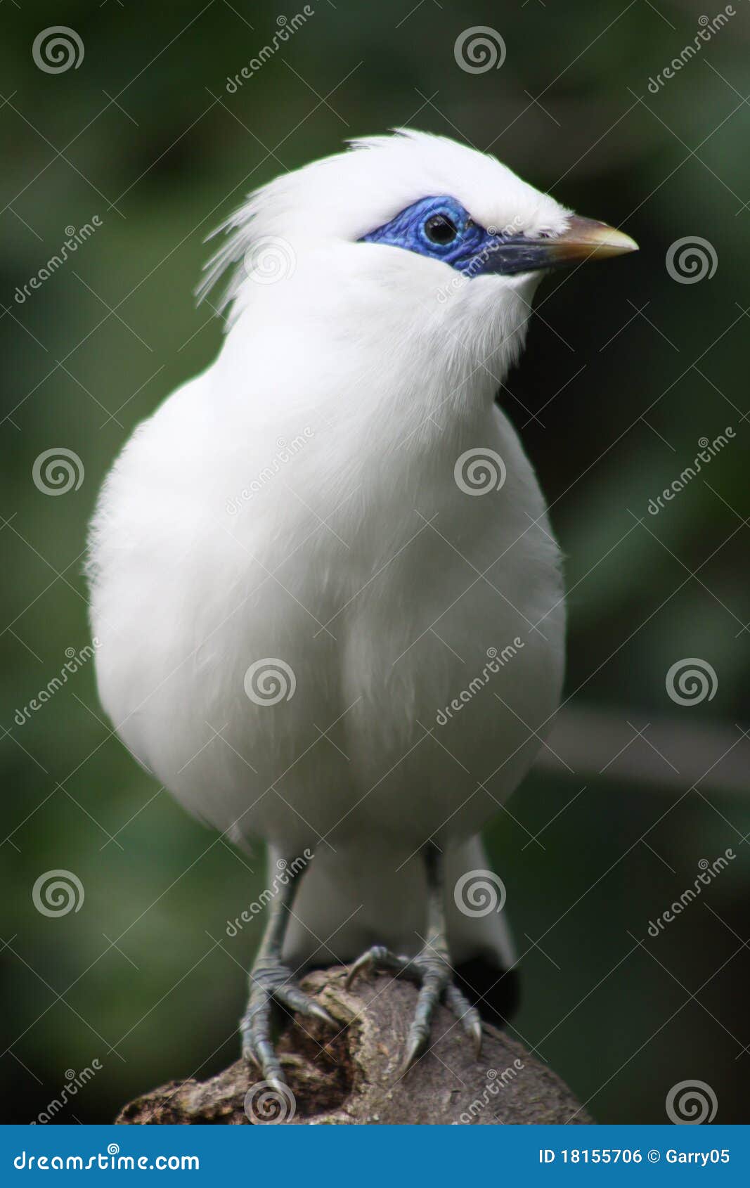 Bali Mynah Stock Photo | CartoonDealer.com #18155706
