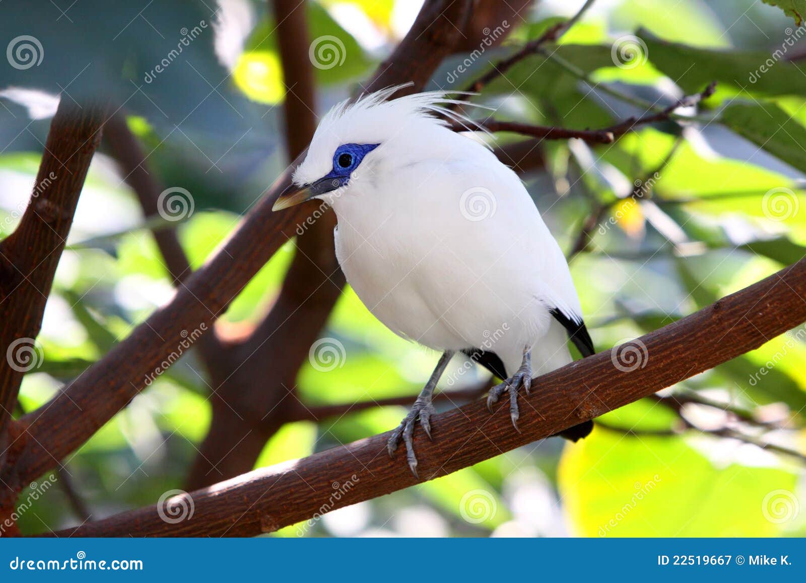 Bali Mynah stock image. Image of blue, wild, sparrow - 22519667