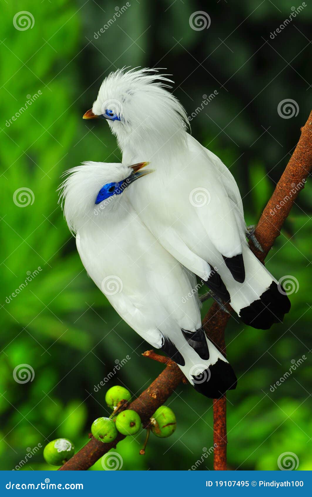 Bali Mynah Stock Photo | CartoonDealer.com #18155706