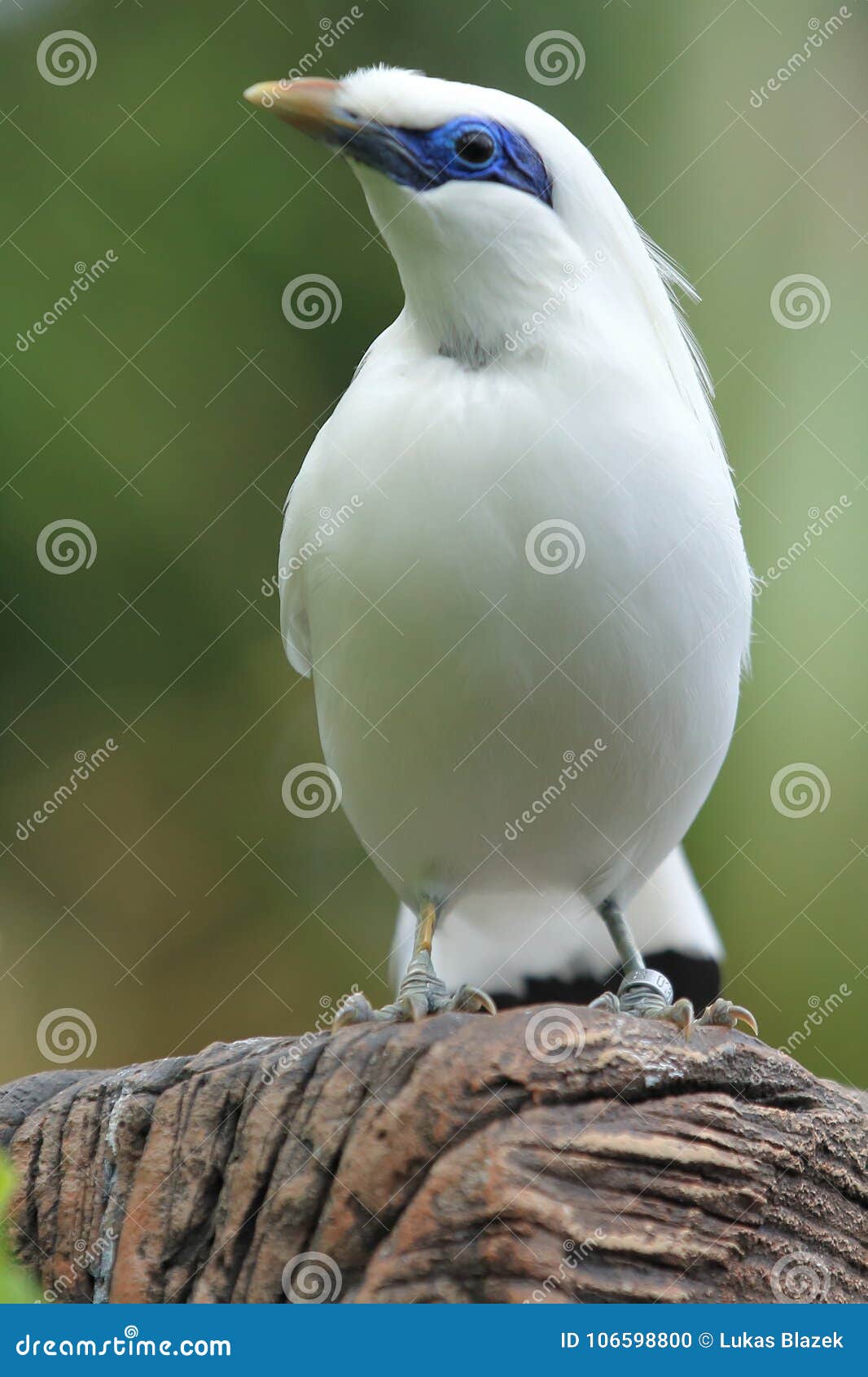 Bali Mynah Stock Photo | CartoonDealer.com #18155706