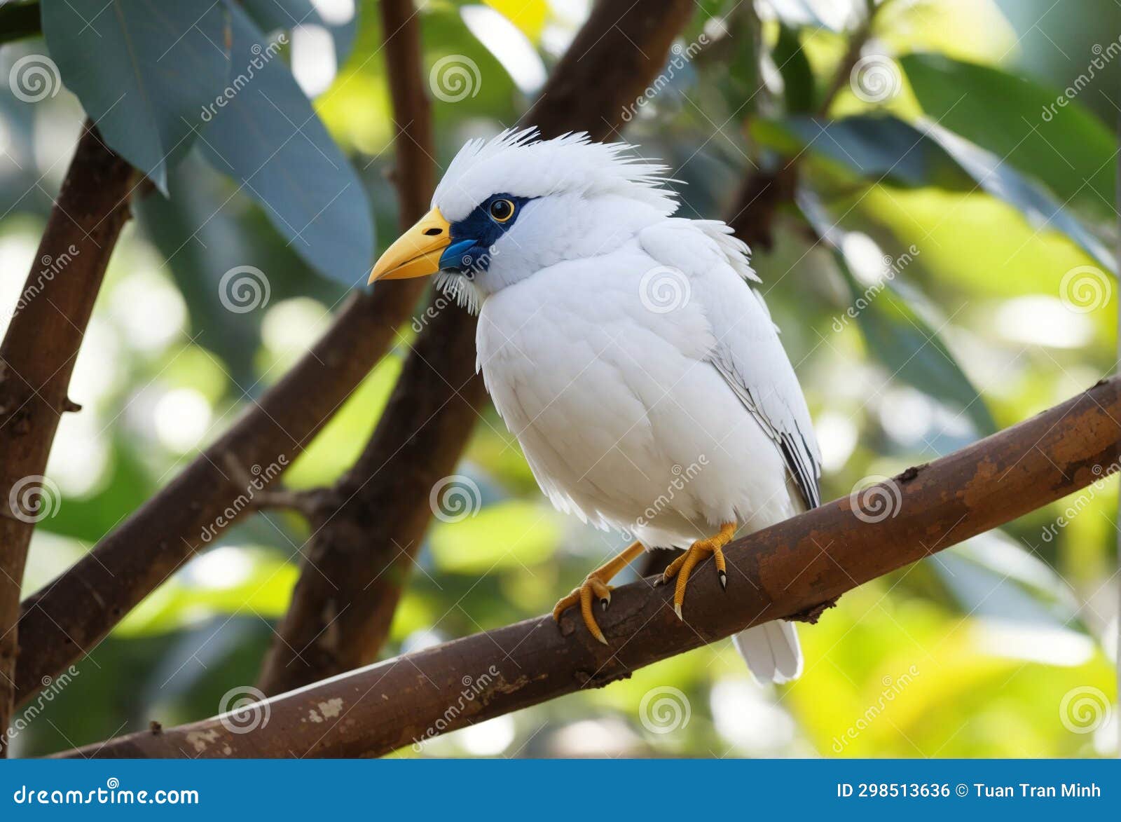 Bali Mynah stock illustration. Illustration of bird - 298513636