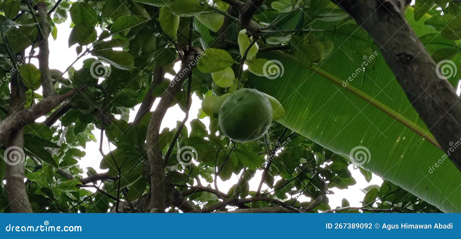 Bali Orange Tropic Fruit stock photo. Image of orange - 267389092