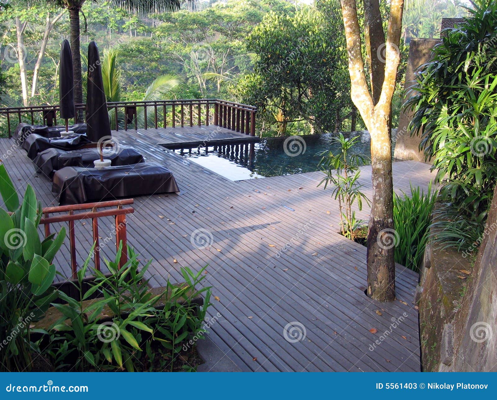 Bali. Outdoor Pool in Jungle Stock Image - Image of lounge, south: 5561403