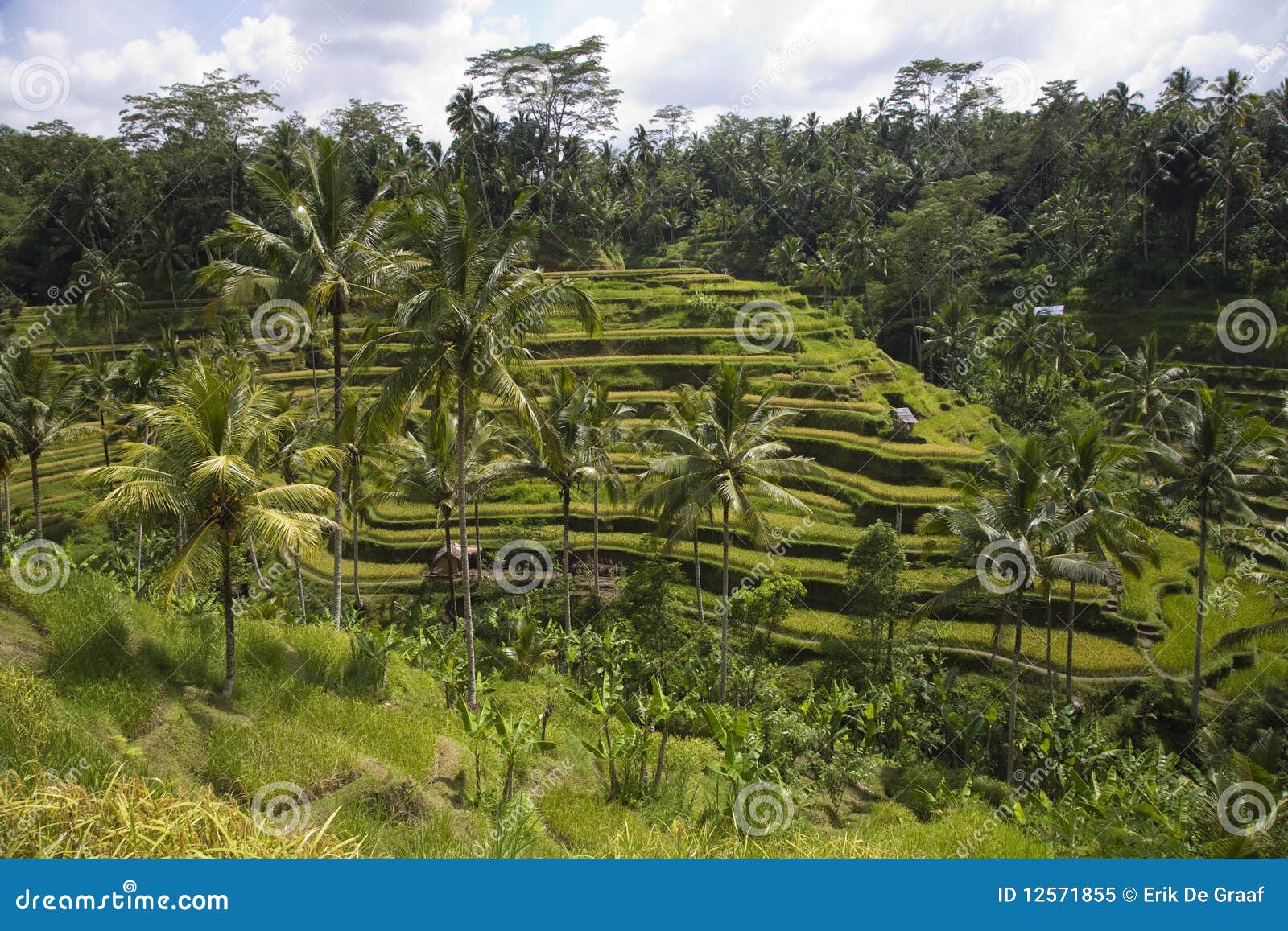 Bali rice field stock image. Image of rice, cultivate - 12571855