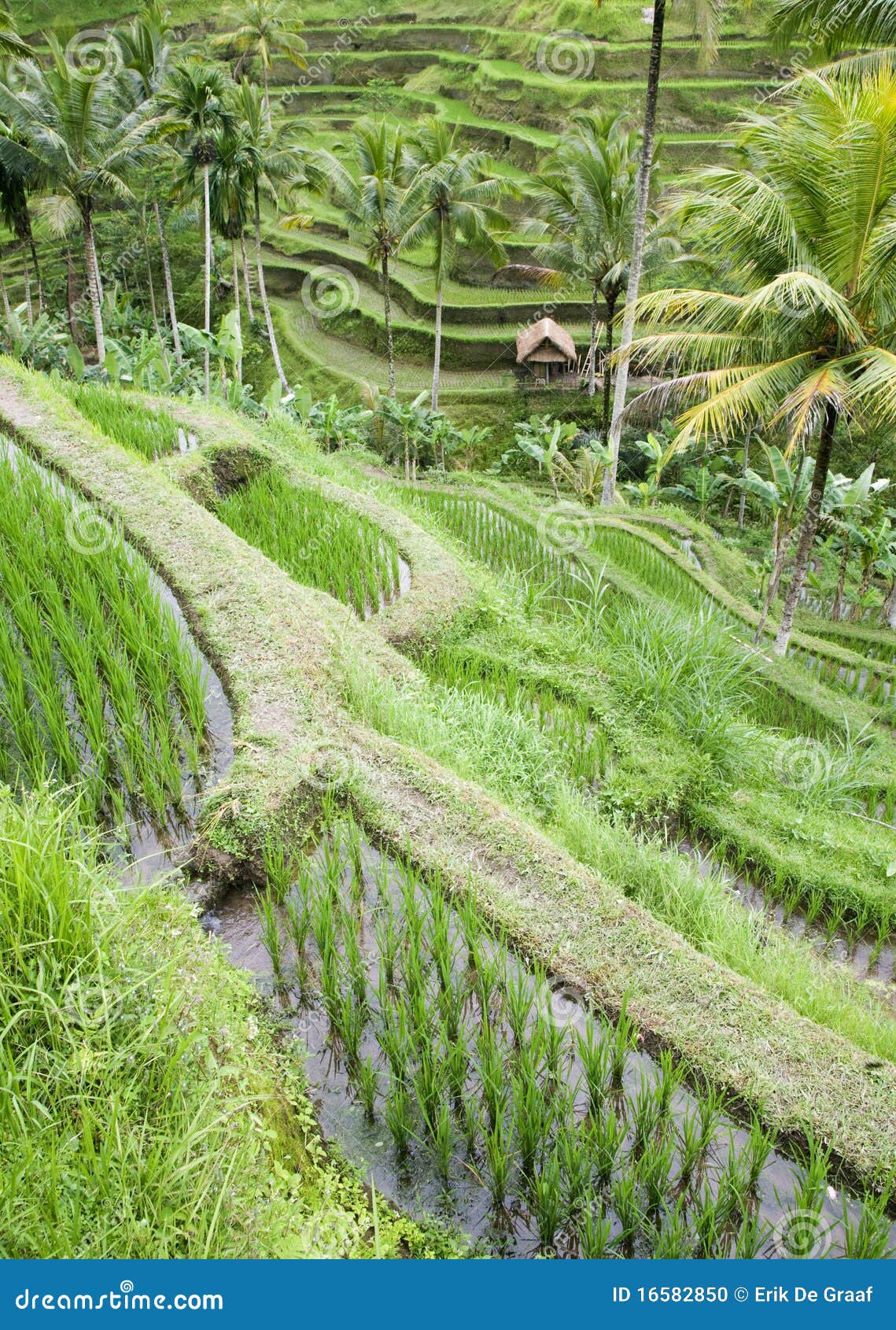 Bali rice field stock photo. Image of countryside, hill - 16582850