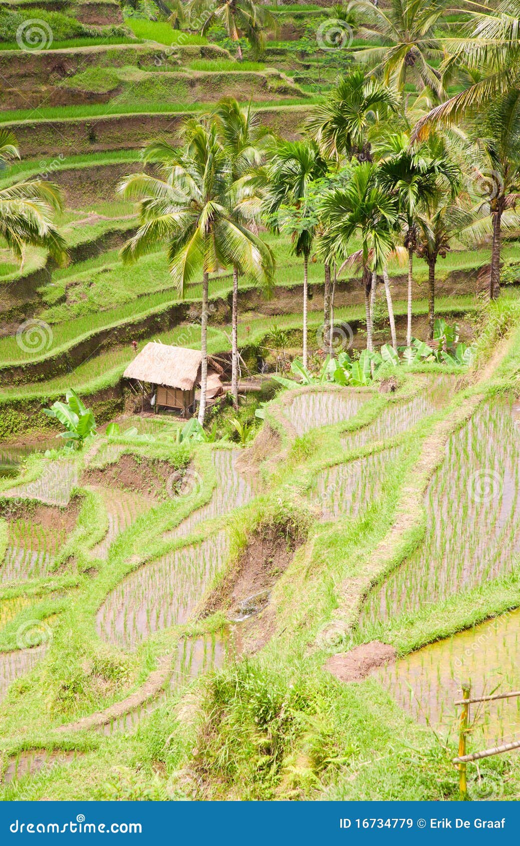 Bali rice field stock image. Image of balinese, green - 16734779