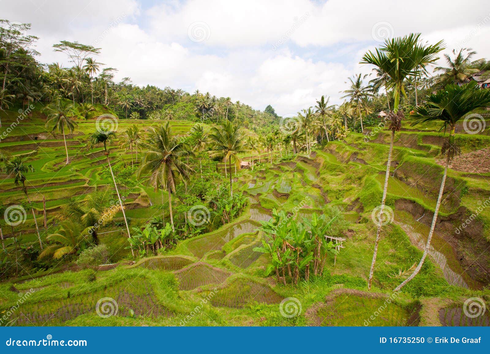 Bali rice field stock photo. Image of asia, cultivate - 16735250