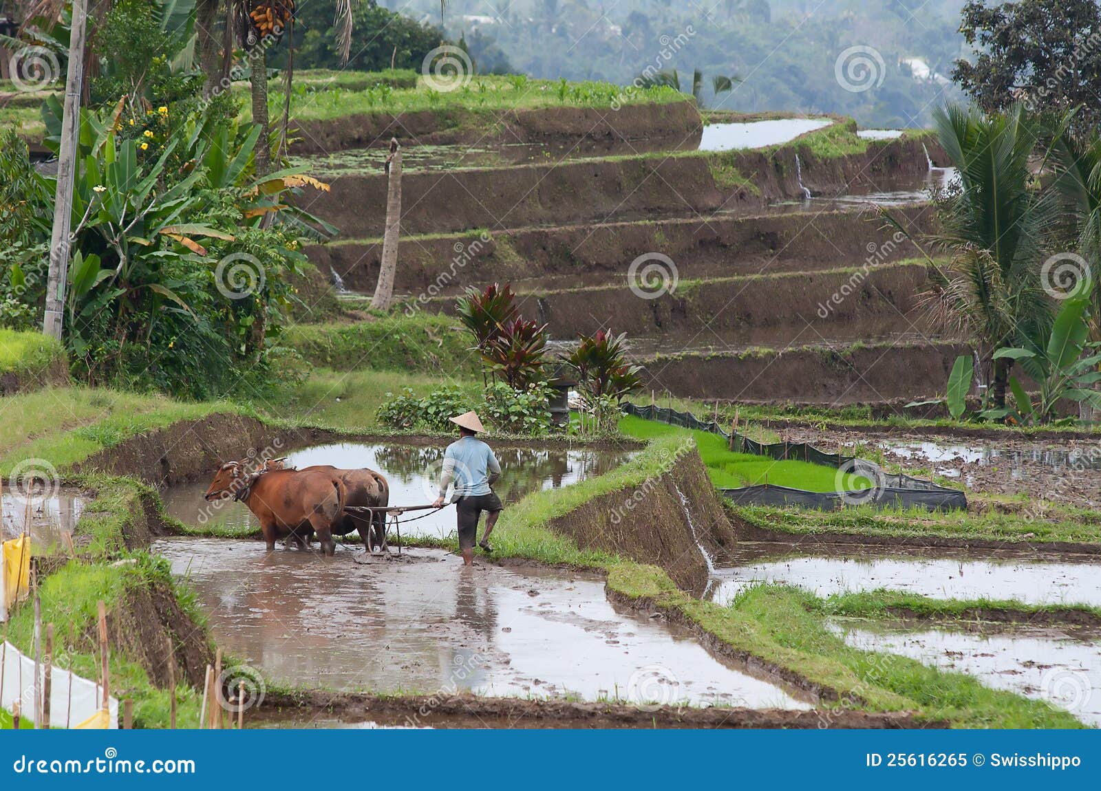 Bali. Rice field stock image. Image of agriculture, balinese - 25616265