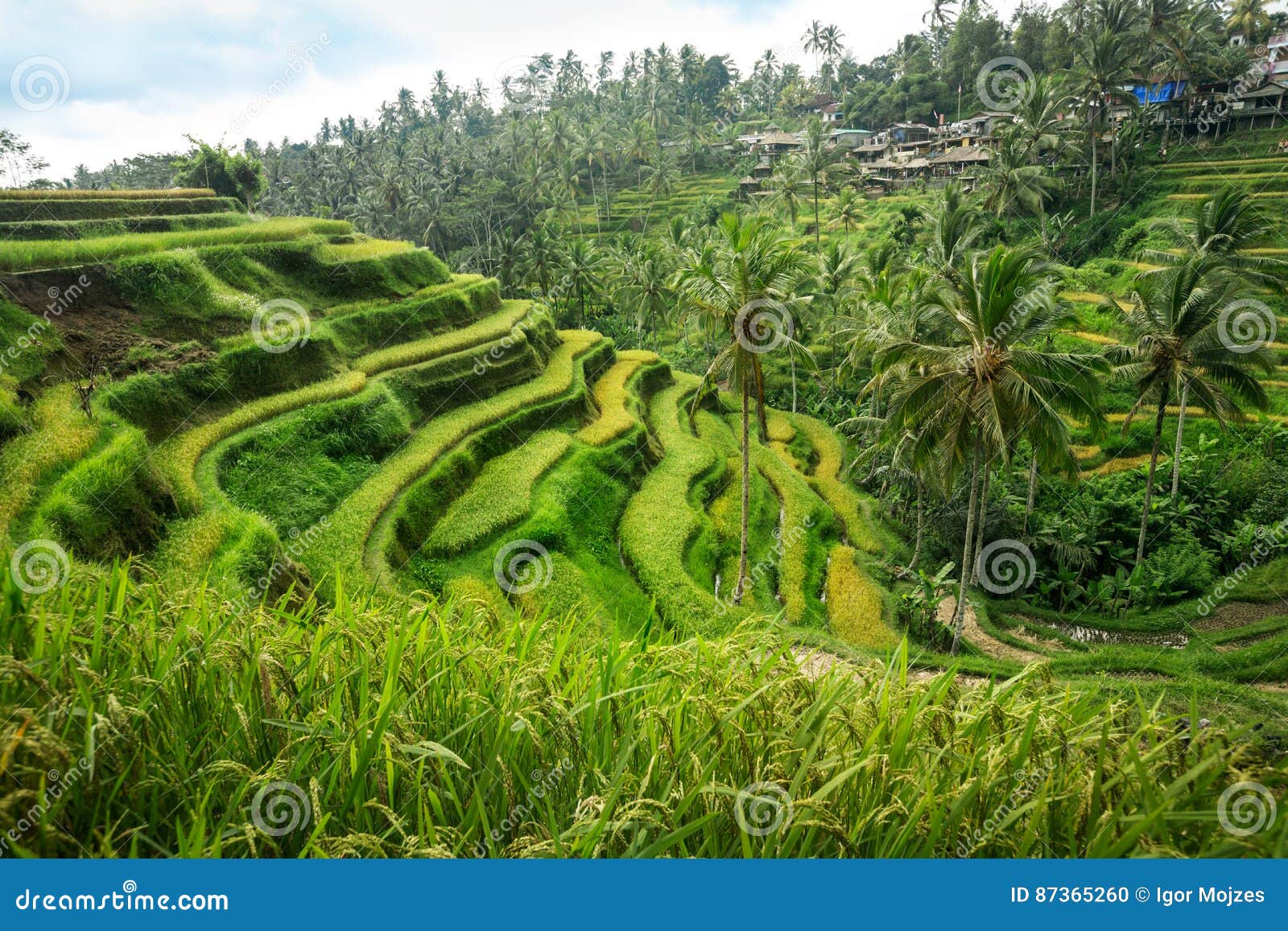 Bali Rice Fields With Farmer House Royalty-Free Stock Photography ...