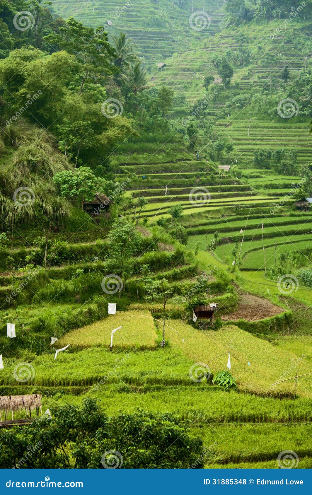 Bali Rice Fields. stock photo. Image of field, pattern - 31885348