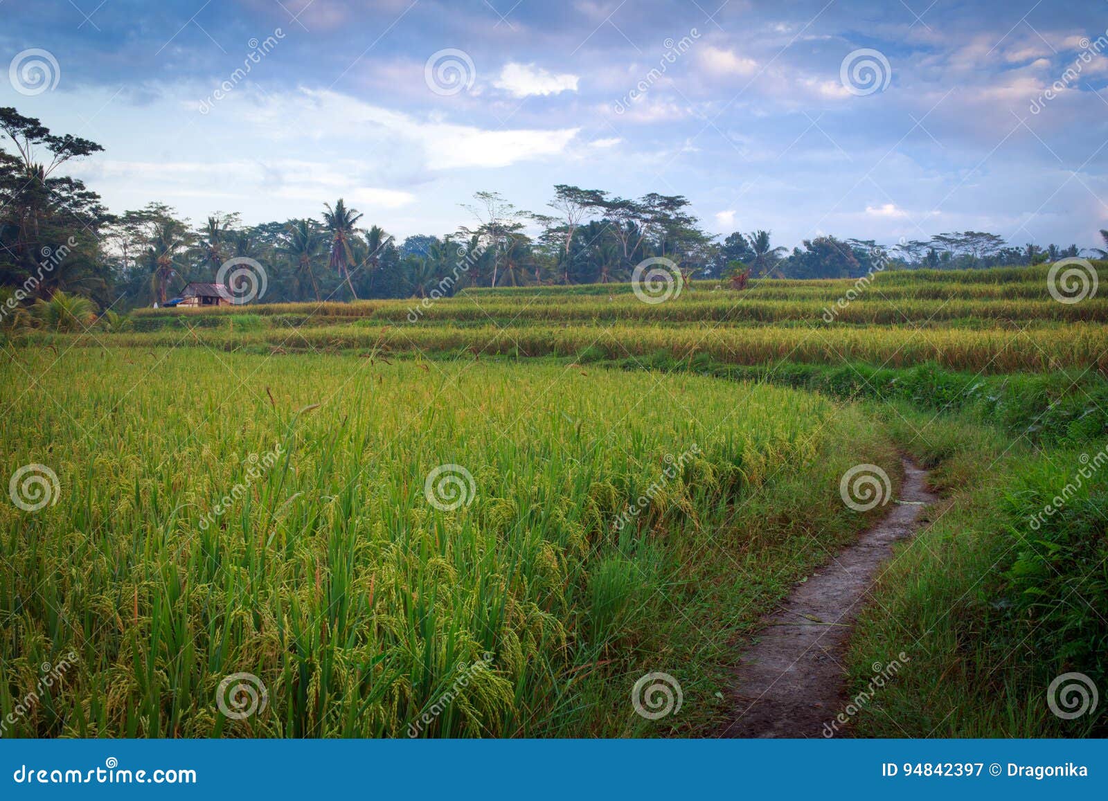 Bali stock image. Image of bali, indonesia, ubud, land - 94842397