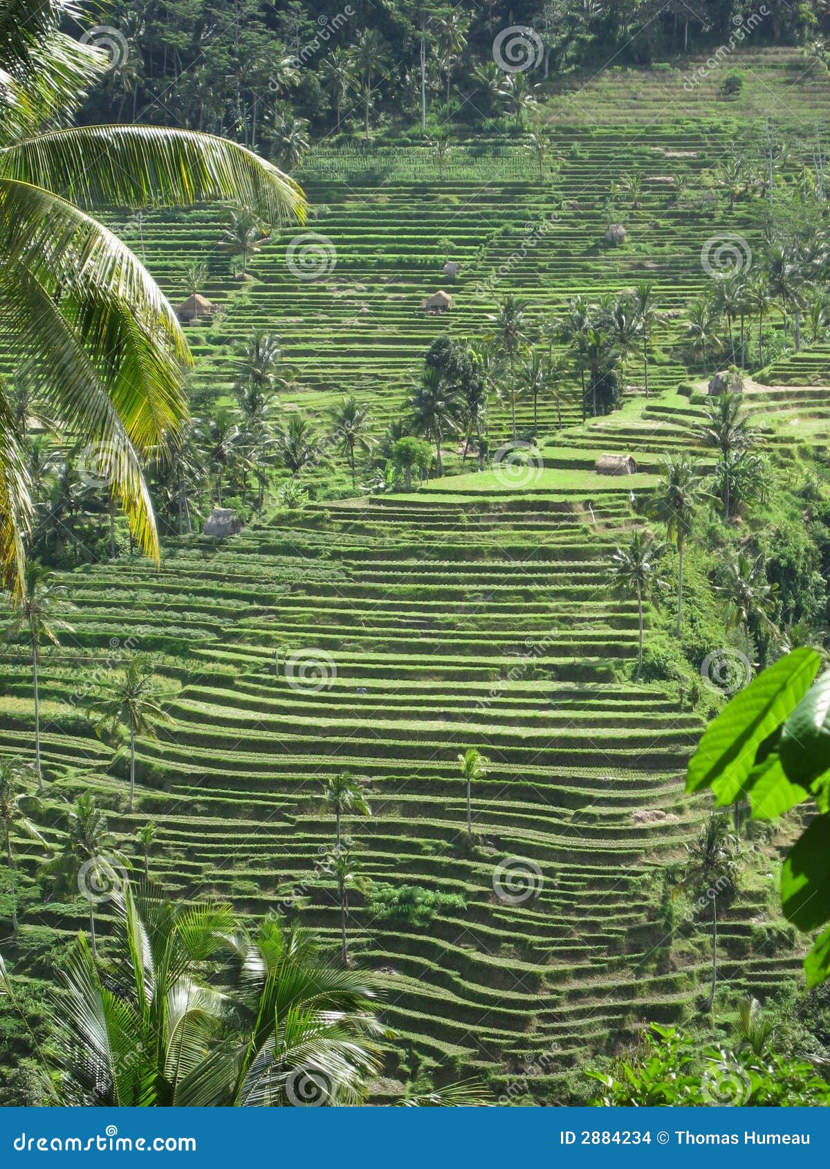 Bali rice paddies stock photo. Image of terrace, pool - 2884234