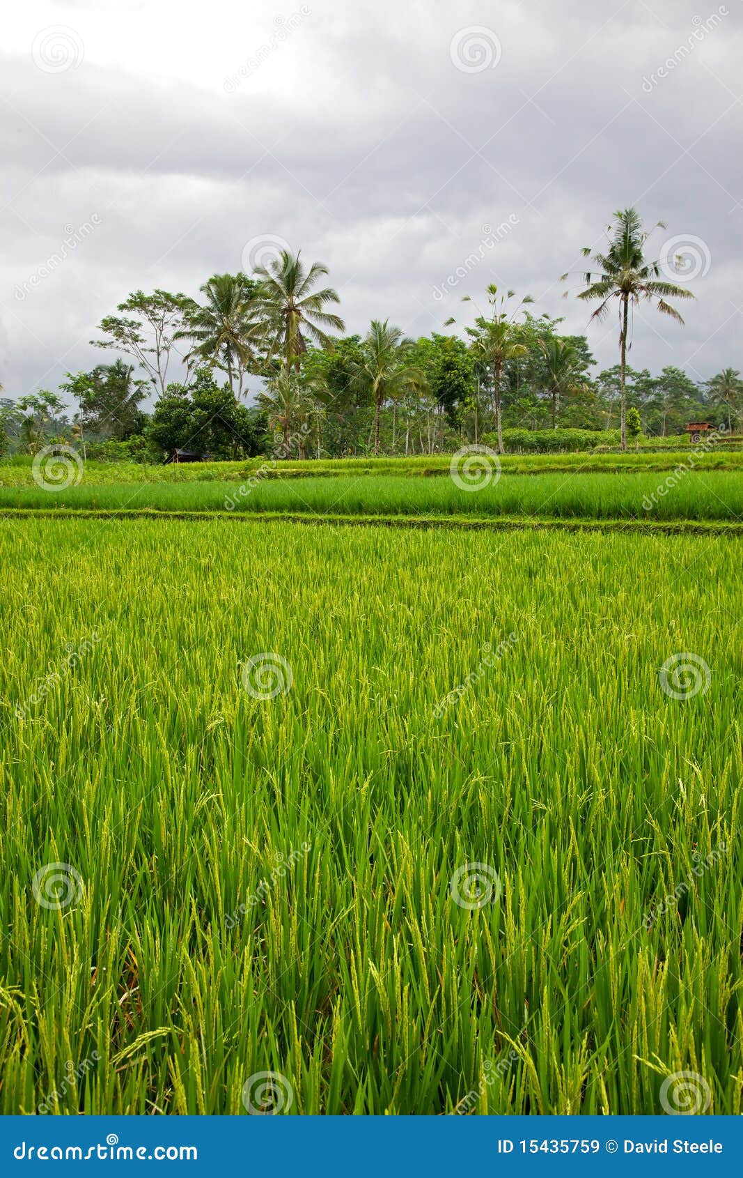 Bali Rice Paddy stock image. Image of agriculture, paddy - 15435759