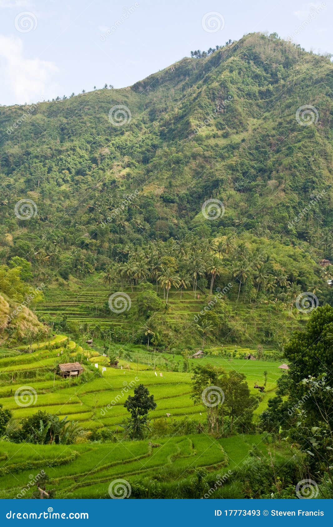 Bali Rice Paddy stock image. Image of basmati, macro - 17773493