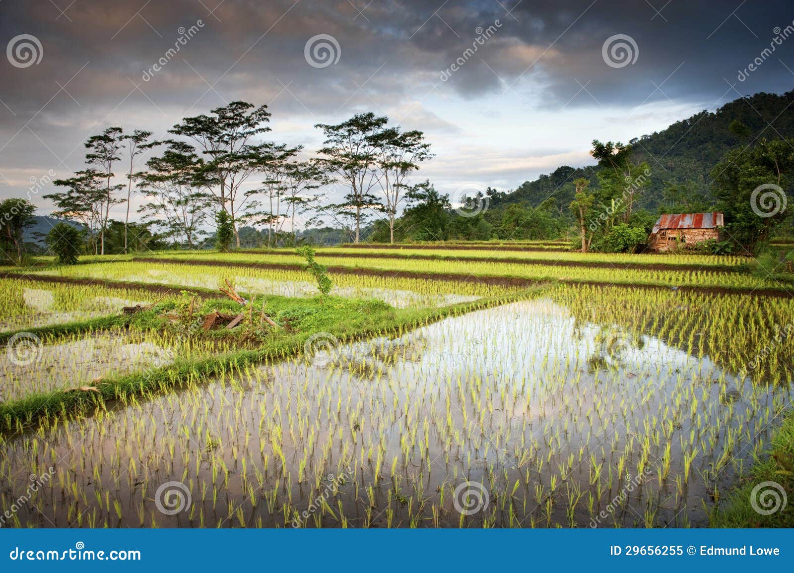 Bali Rice Paddy stock image. Image of people, rice, flooded - 29656255