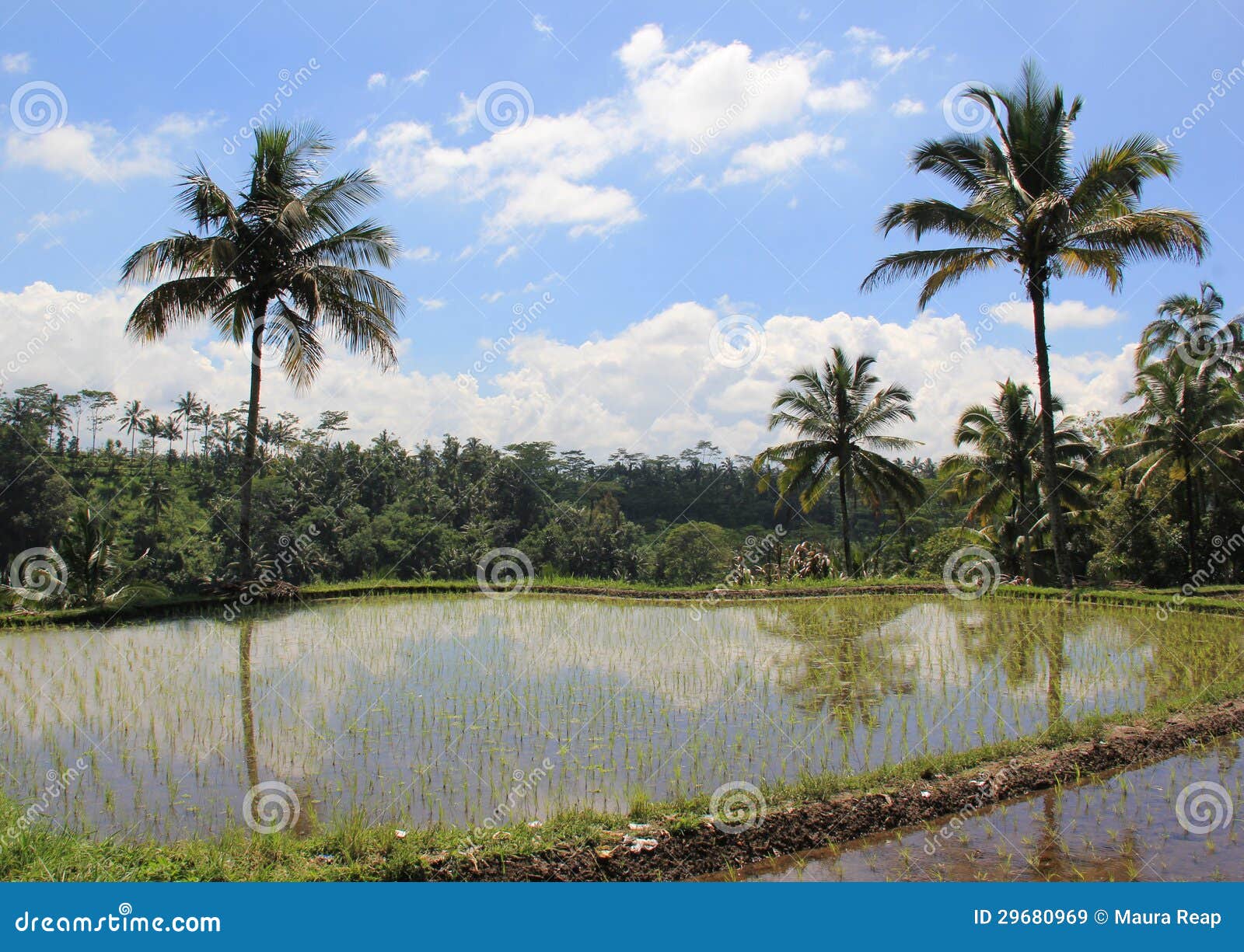 Bali Rice Paddy stock image. Image of cereal, asia, pattern - 29680969