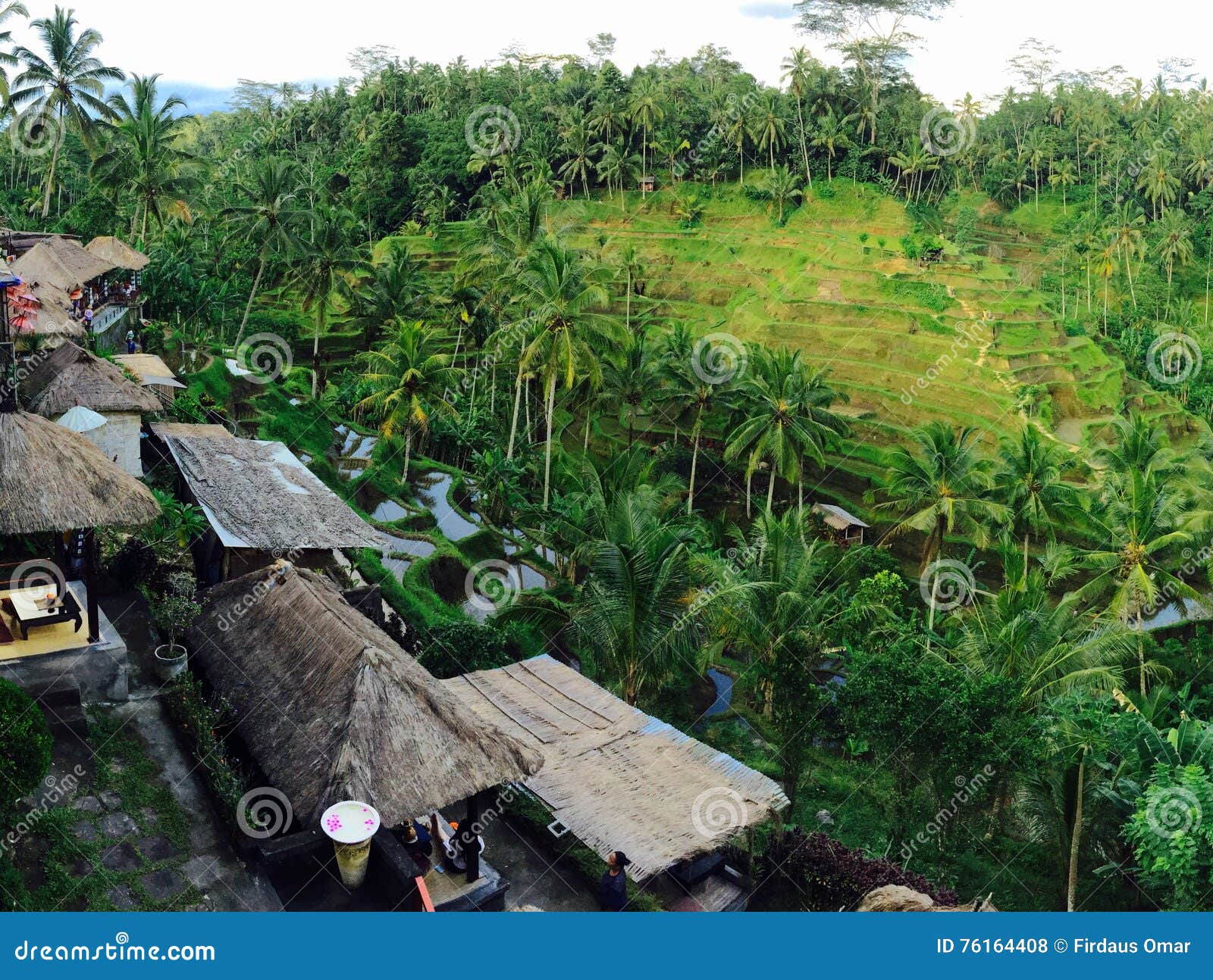 Bali Rice Paddy Field Terrace Stock Photo - Image of terrace, field ...