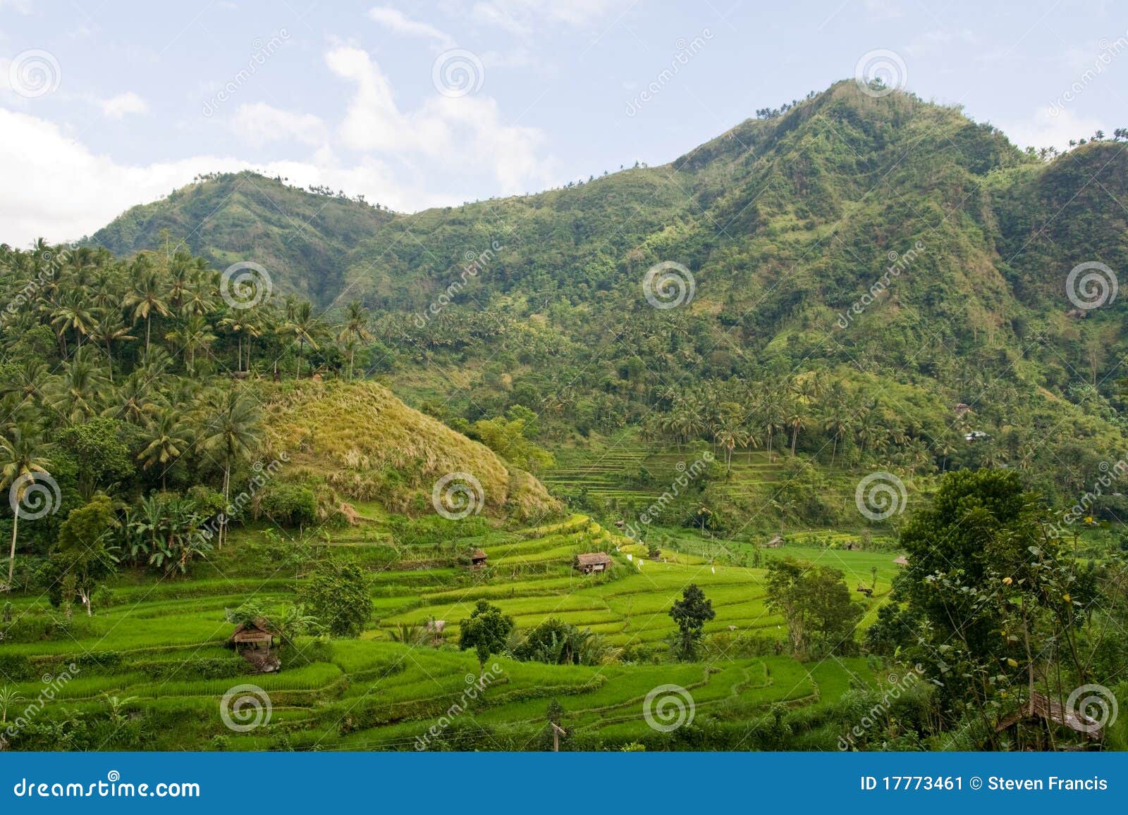 Bali Rice Paddy Landscape stock image. Image of java - 17773461